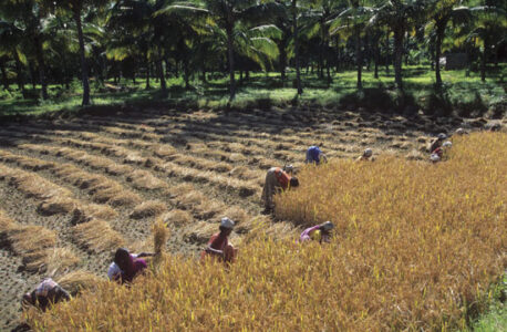 Hidden Downsides of the Green Revolution: Biodiversity Loss and ...